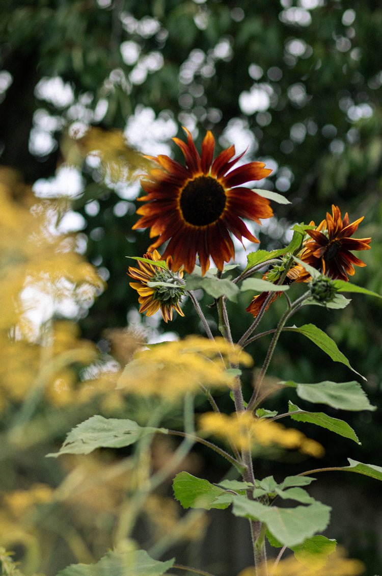 Lucy's Latest Garden Journal – Here Come The Sunflowers – Rowen & Wren