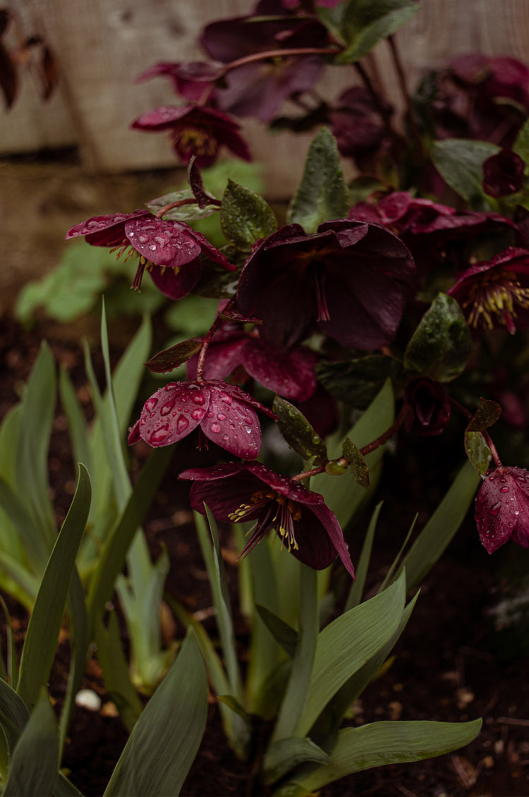 Lucy’s Latest Journal: The Glory of Spring – Rowen & Wren