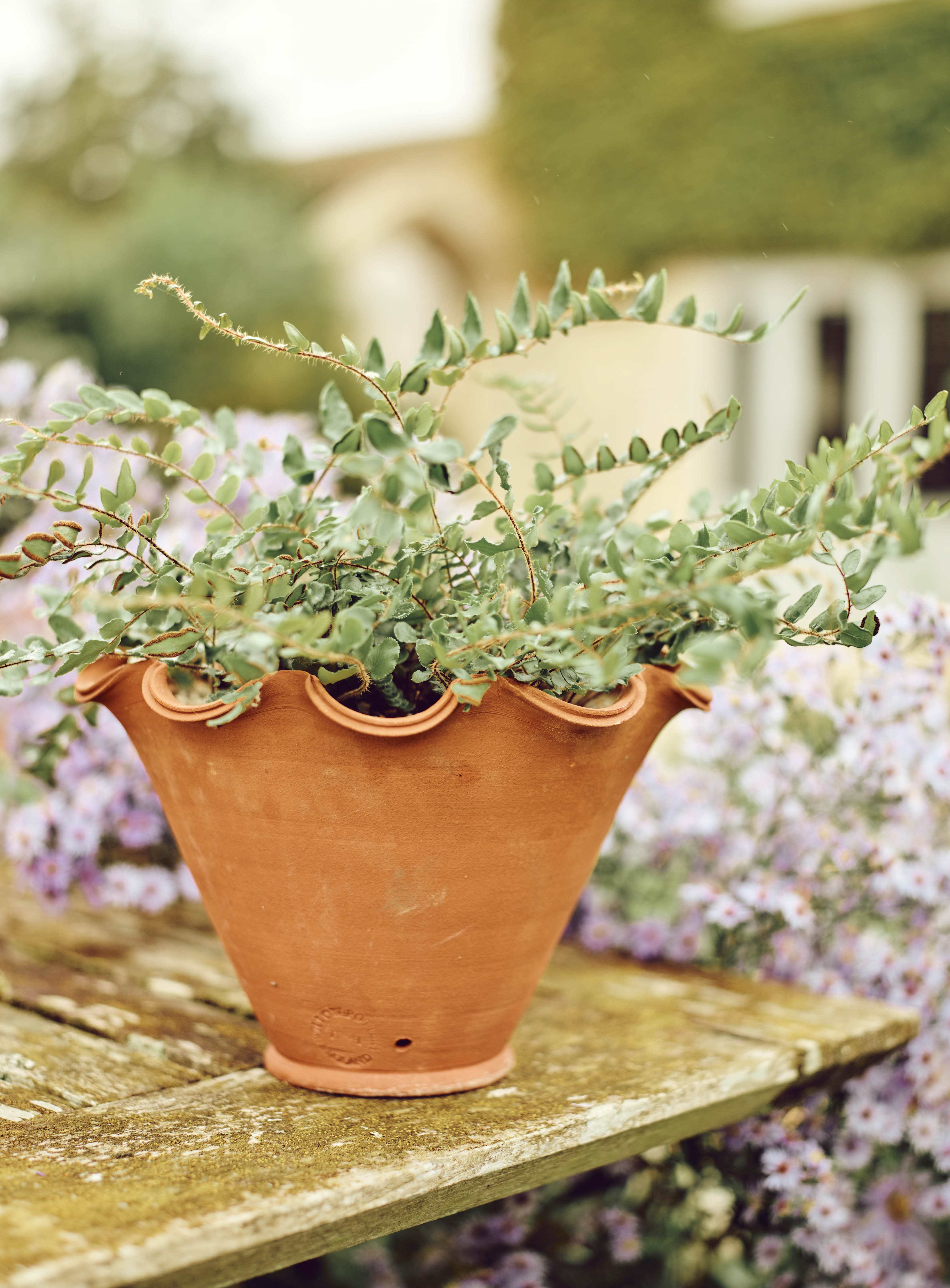 Eden Terracotta Pot - Fluted & Scalloped Plant Pots | Rowen & Wren