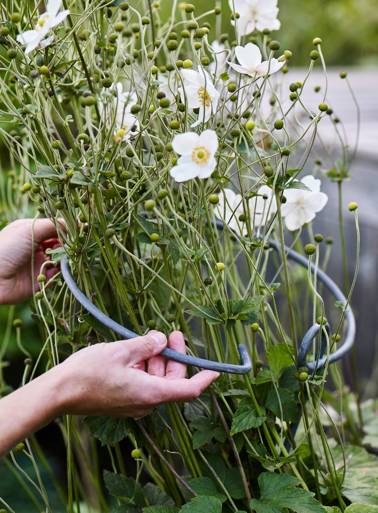 All Last Chance – Rowen & Wren