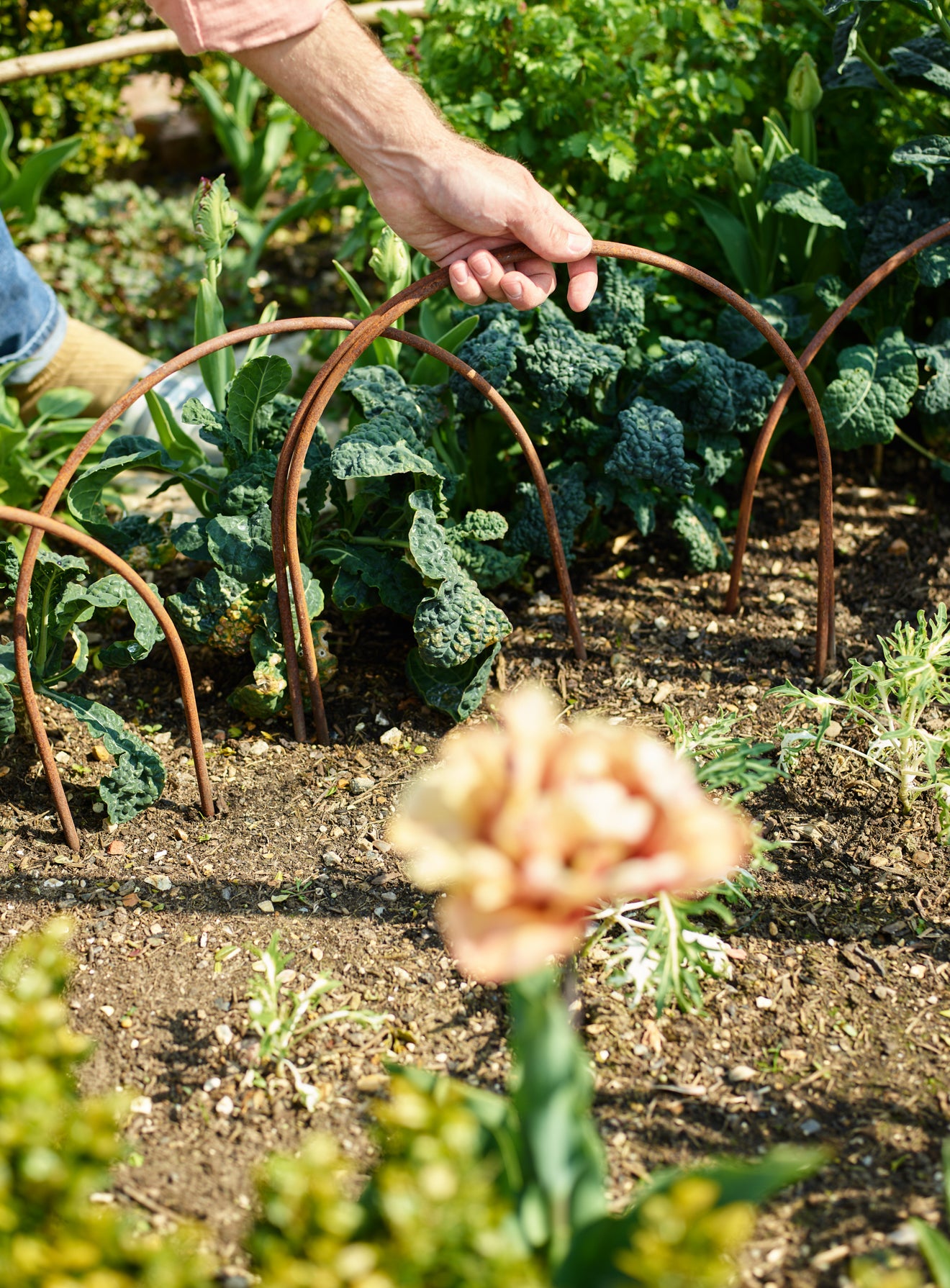Rusted Garden Border Hoops | Rowen & Wren